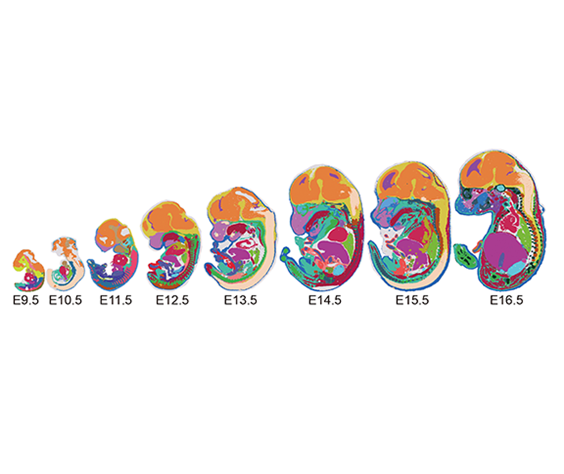 stoc_spatiotemporal consortium_spatial consortium_stomics_stomics ...
