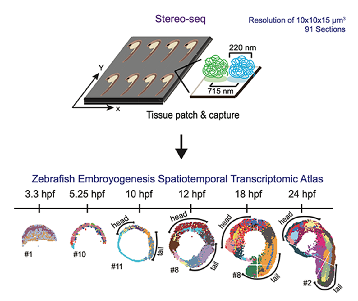 stoc_spatiotemporal consortium_spatial consortium_stomics_stomics ...